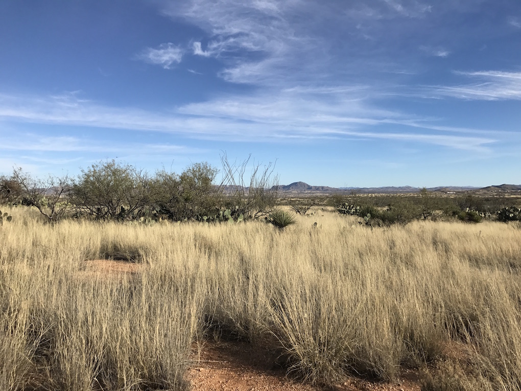 3 - More Grass - Arizona WanderingsArizona Wanderings